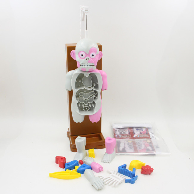 3D Puzzle Human Body Organ Model | Toy Popa