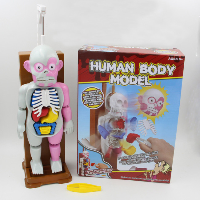 3D Puzzle Human Body Organ Model | Toy Popa